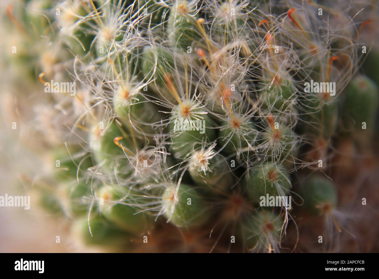 Mammillaria Powder Puff Cactus, Mammillaria bocasa-na, pincushion ...