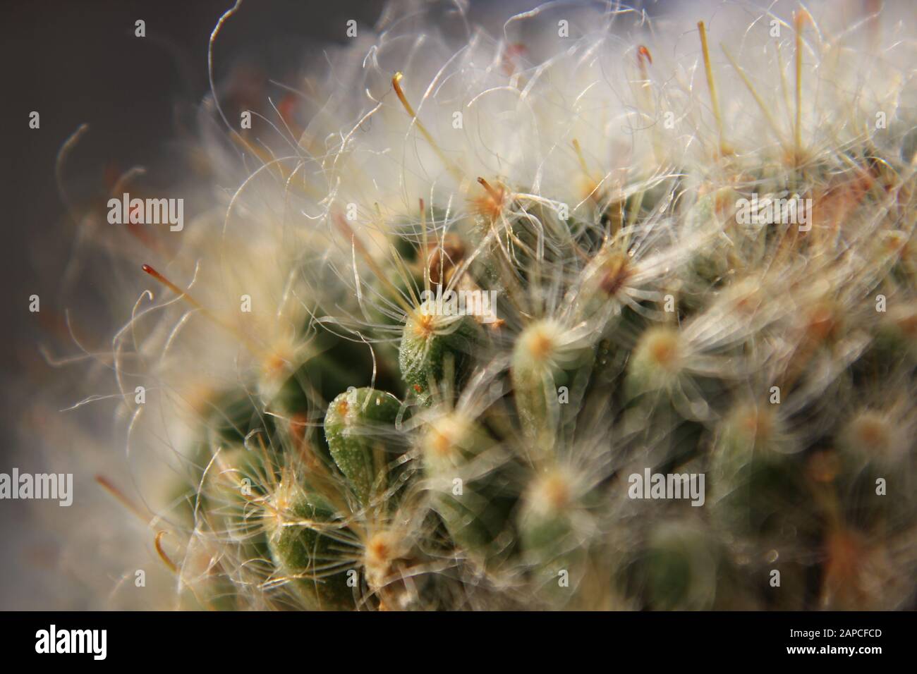 Mammillaria Powder Puff Cactus, Mammillaria bocasa-na, pincushion ...