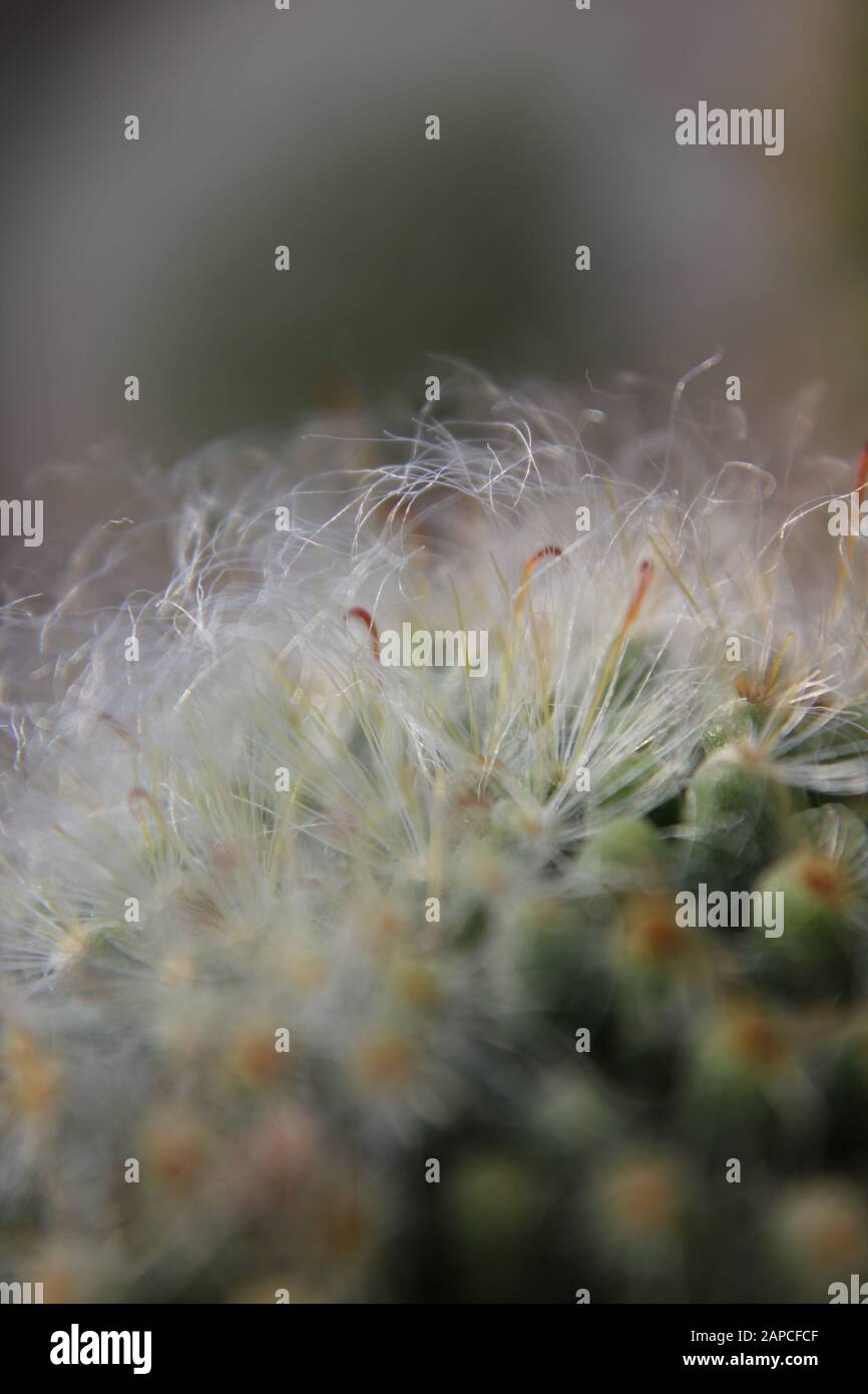 Mammillaria Powder Puff Cactus, Mammillaria bocasa-na, pincushion ...