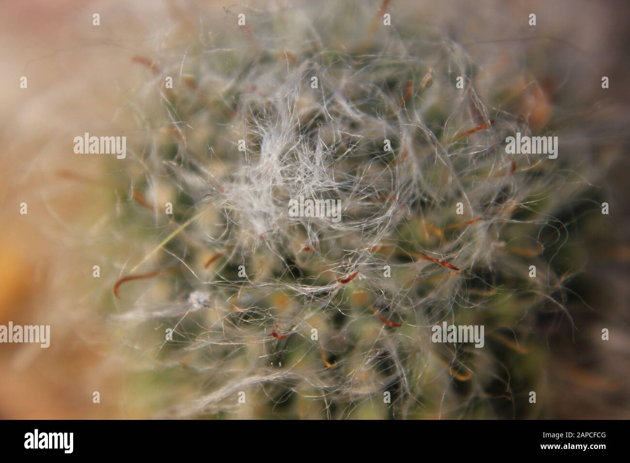 Mammillaria Powder Puff Cactus, Mammillaria bocasa-na, pincushion ...