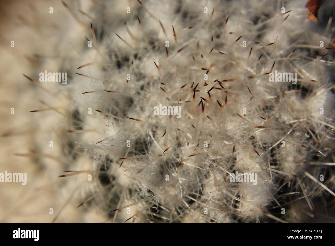Mammillaria Powder Puff Cactus, Mammillaria bocasa-na, pincushion ...