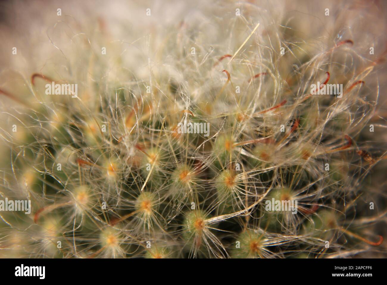 Mammillaria Powder Puff Cactus, Mammillaria bocasa-na, pincushion ...