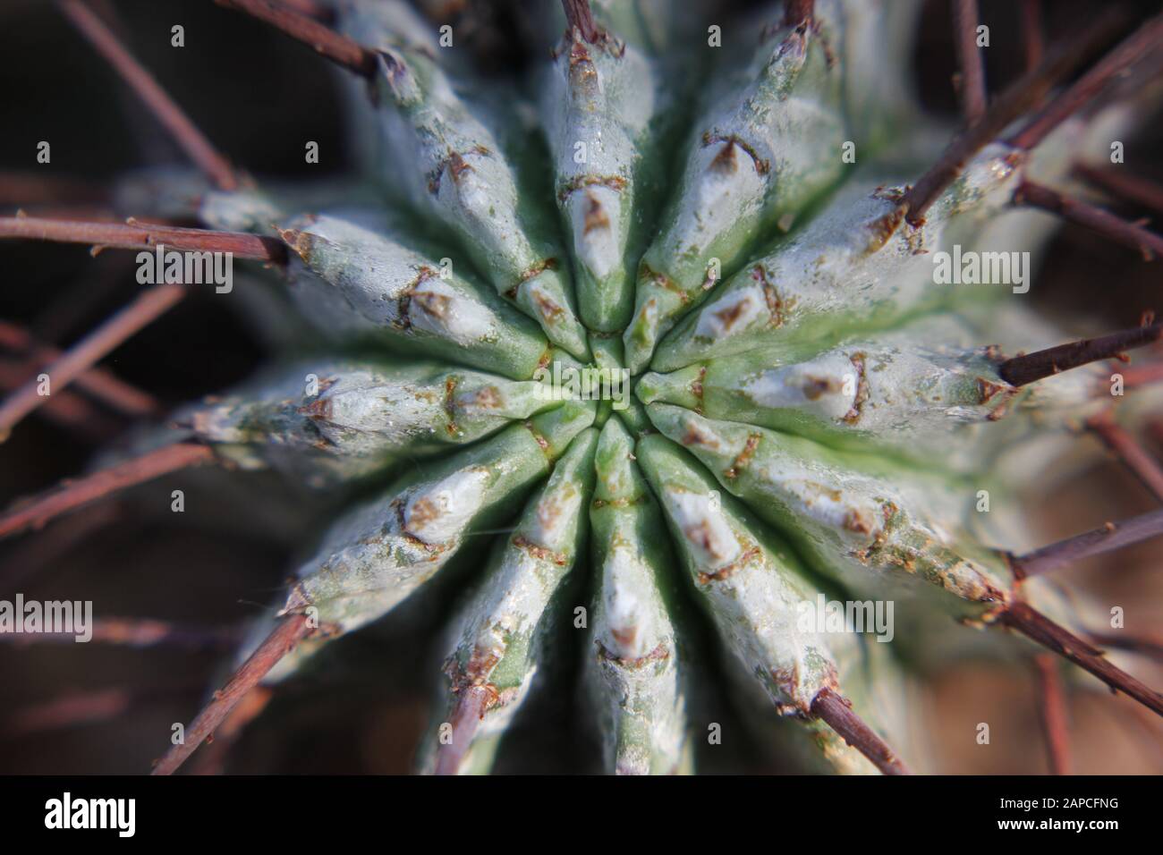 C humilis hi-res stock photography and images - Alamy