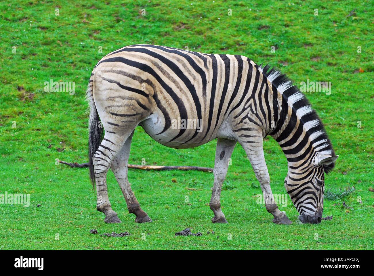 Chapman's zebra, Equus quagga chapmani, Chapman alföldi zebra Stock ...