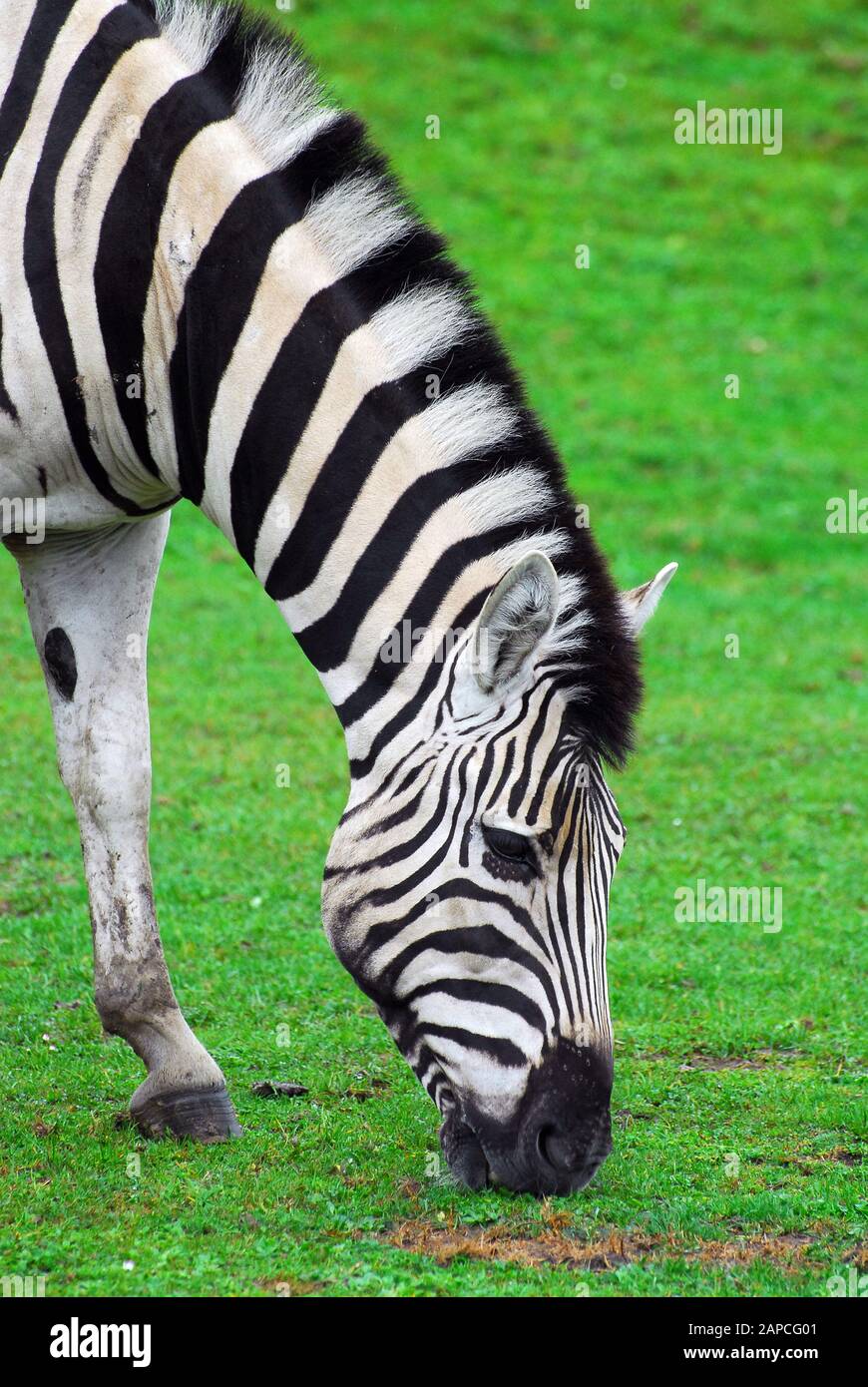Chapman steppenzebra hi-res stock photography and images - Alamy