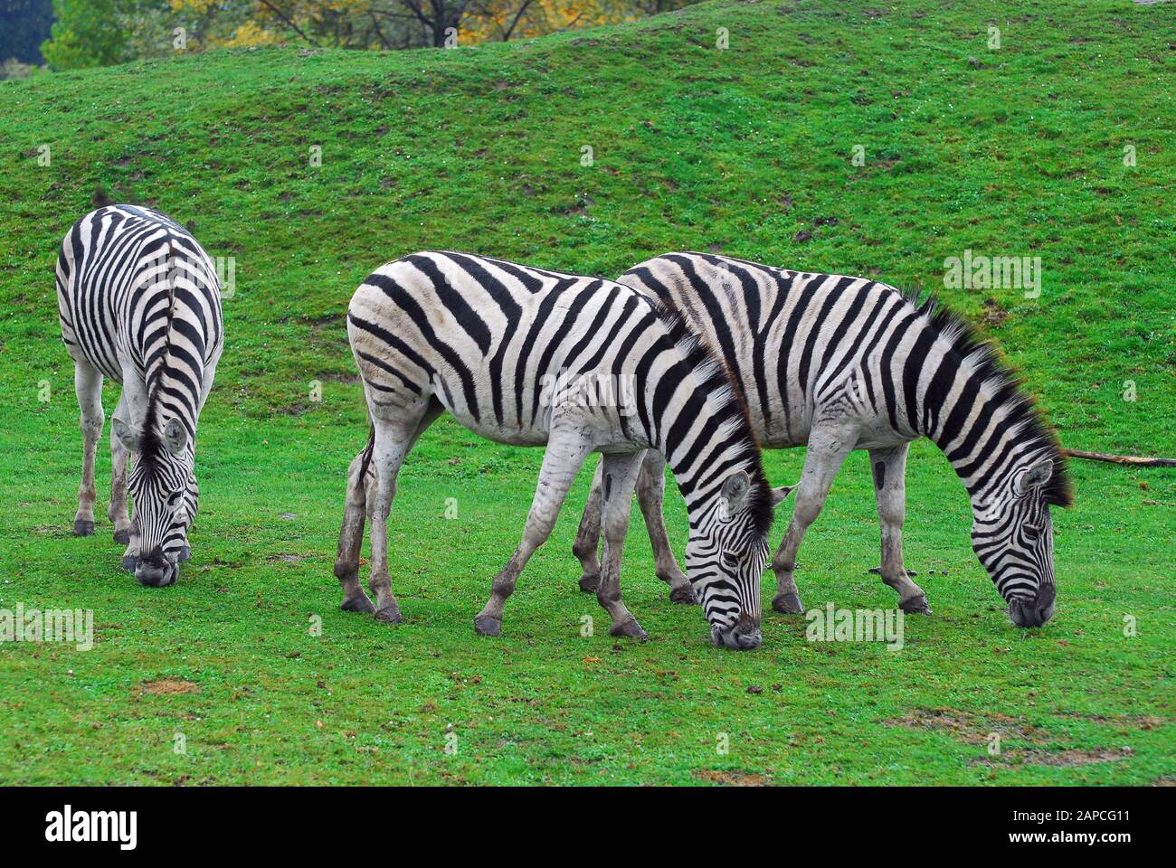 Chapman's zebra, Equus quagga chapmani, Chapman alföldi zebra Stock ...