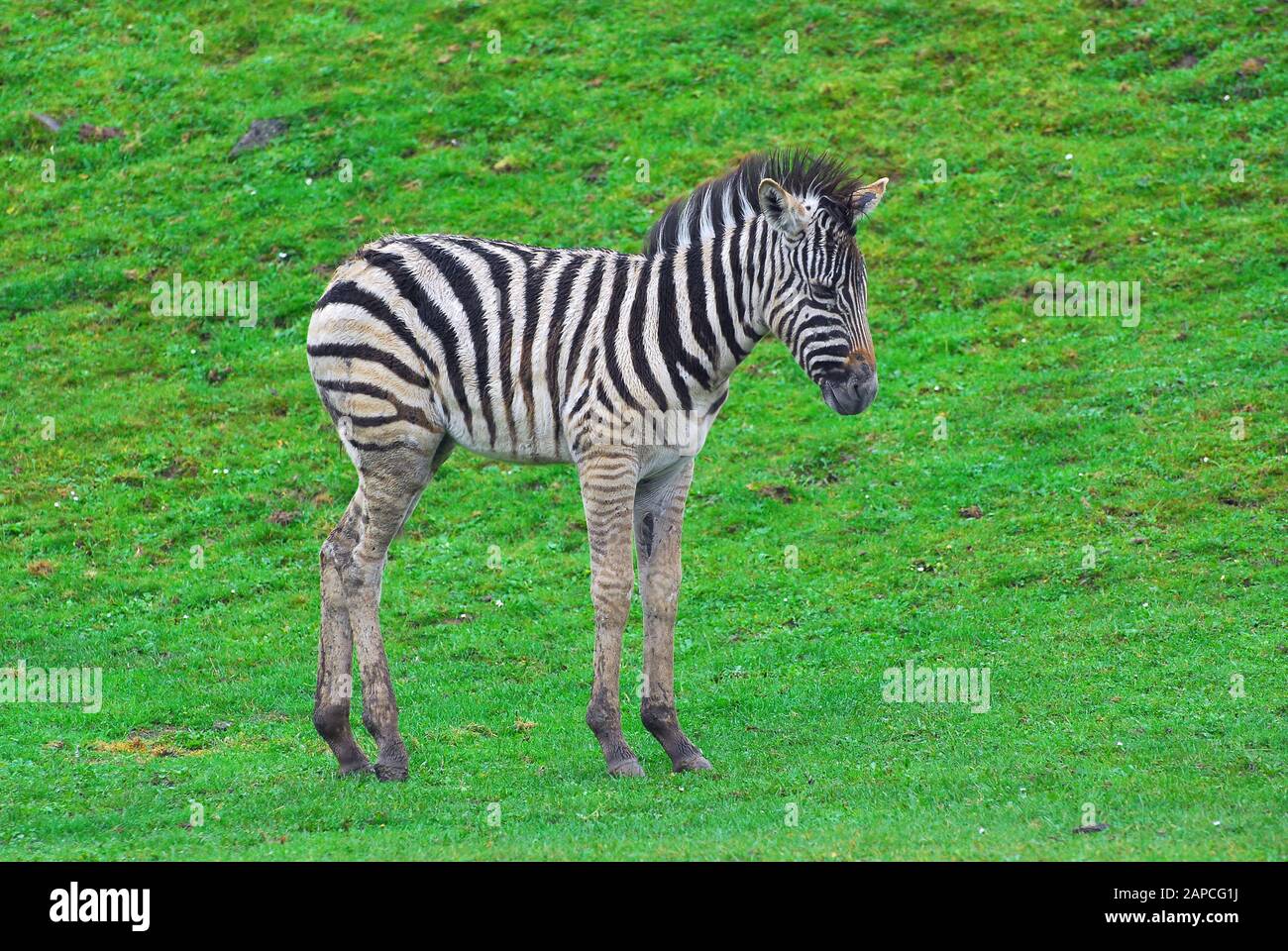 Chapman's zebra, Equus quagga chapmani, Chapman alföldi zebra Stock ...