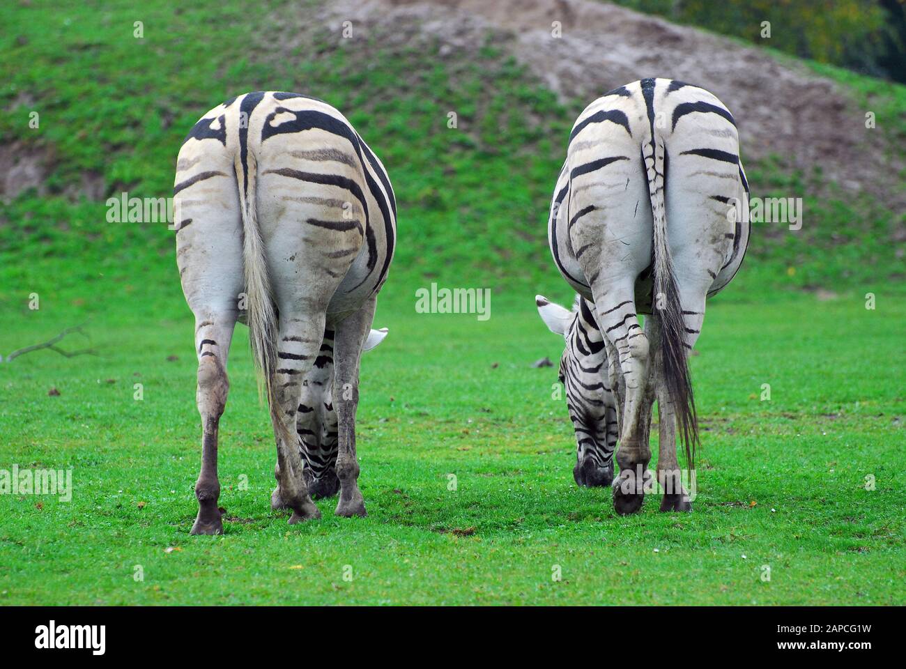 Chapman steppenzebra hi-res stock photography and images - Alamy
