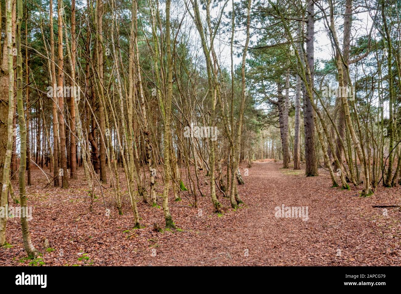 A path through silver birch and pine trees at Wolferton on the ...