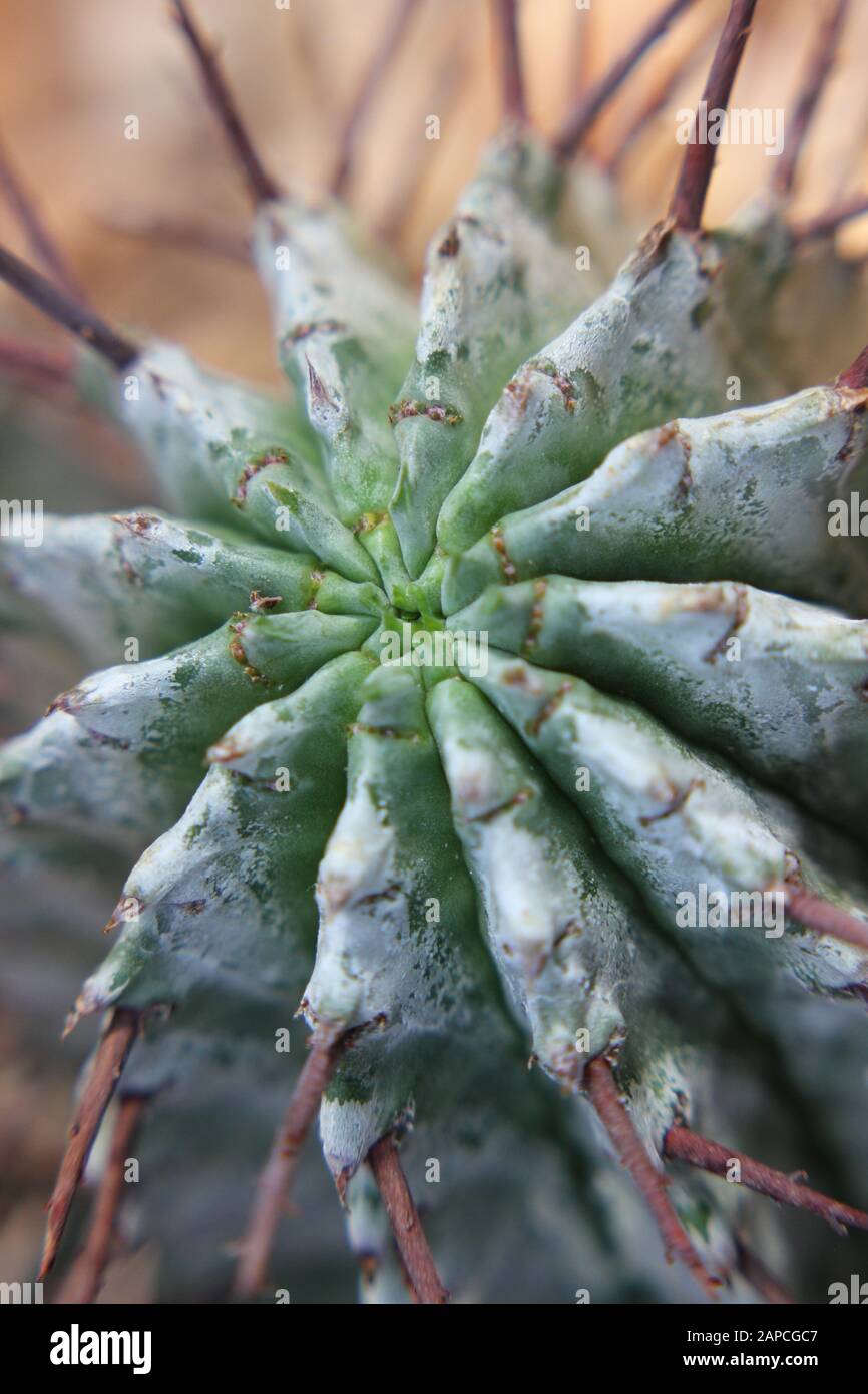 C humilis hi-res stock photography and images - Alamy