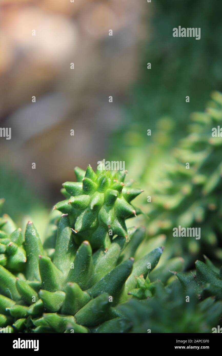 Closeup of a beautiful green desert foliage Stock Photo - Alamy