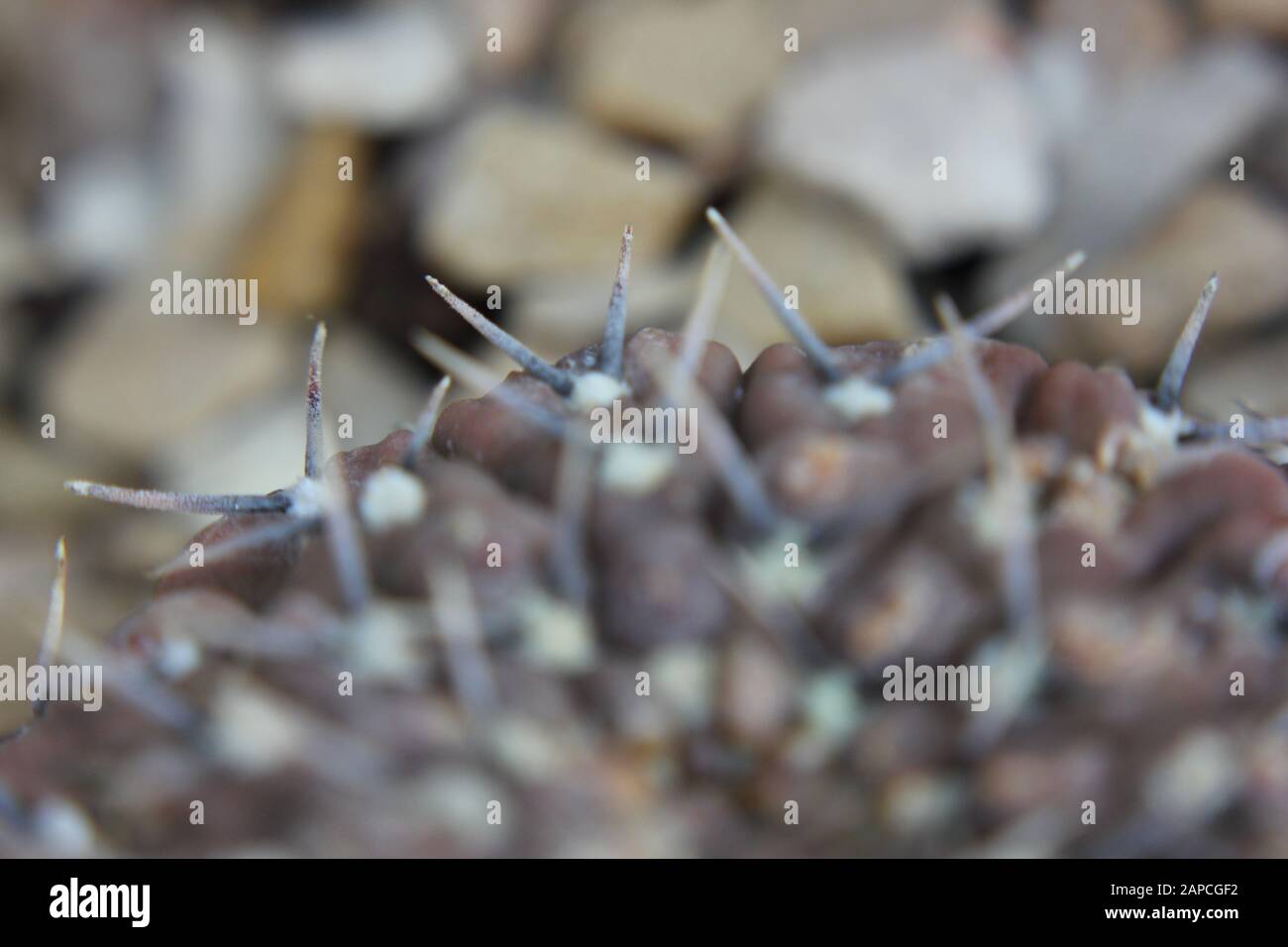 C humilis hi-res stock photography and images - Alamy
