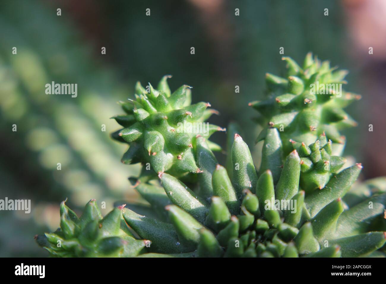 Closeup of a beautiful green desert foliage Stock Photo - Alamy