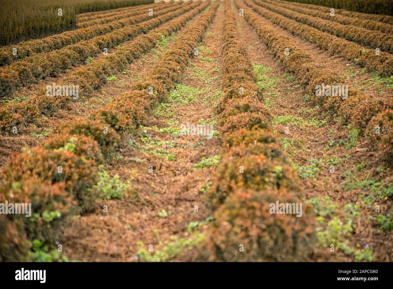 planting of boxwoods in rows in the field Stock Photo - Alamy