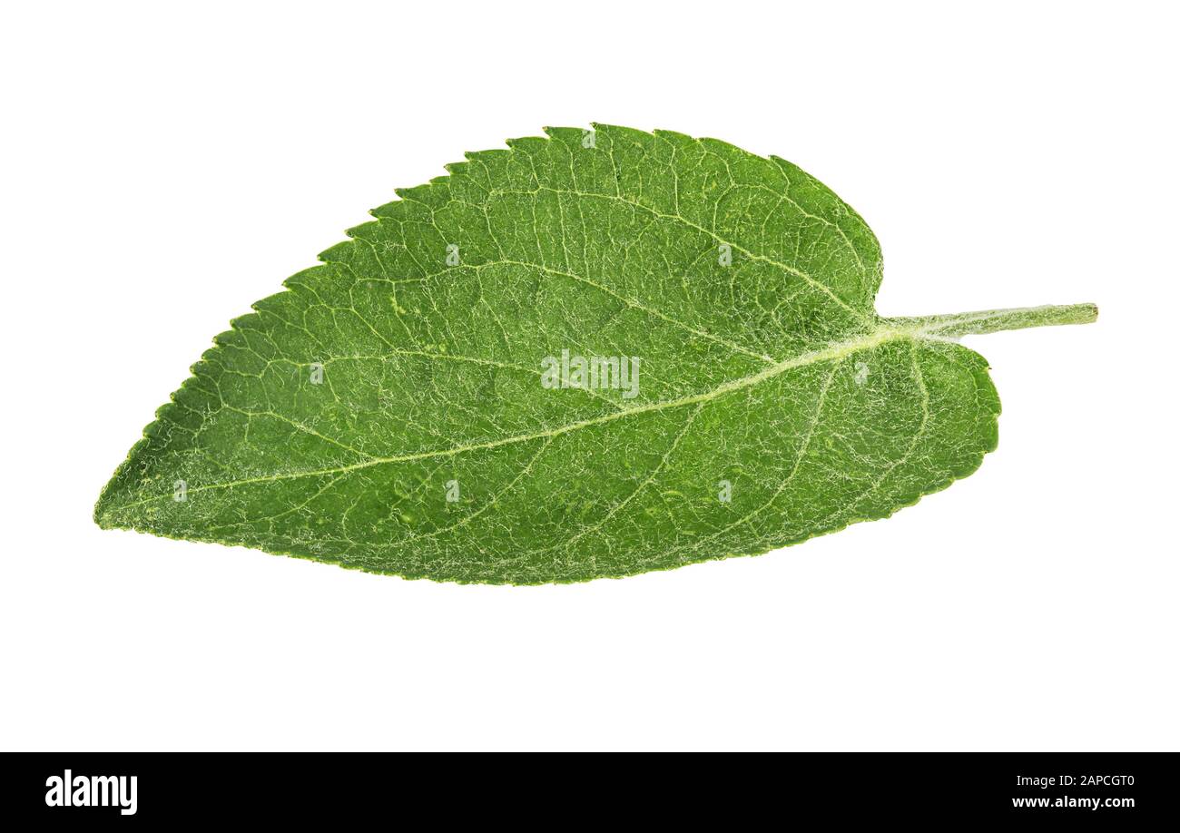 Apple life isolated on white background Stock Photo - Alamy