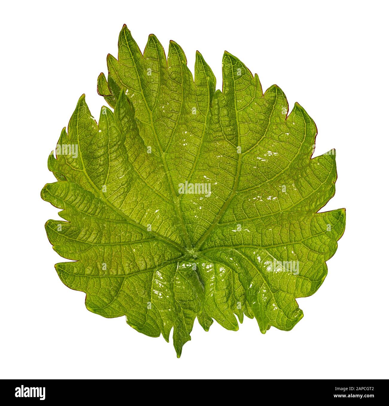 Fresh grapes life isolated on white background Stock Photo - Alamy