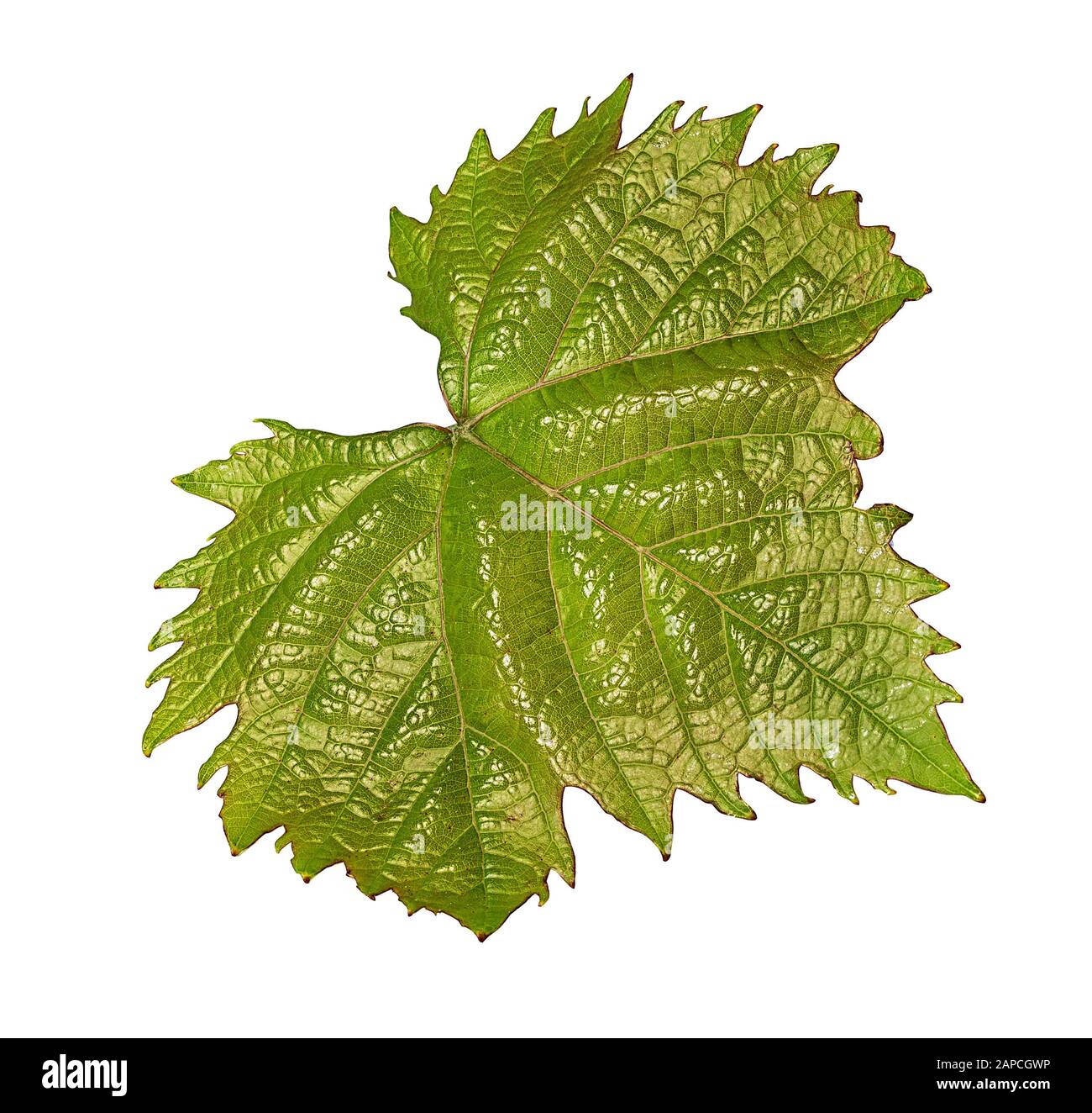 Fresh grapes life isolated on white background Stock Photo - Alamy