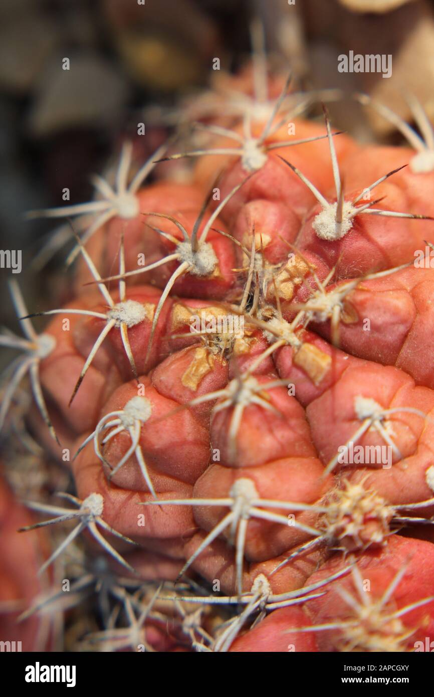 C humilis hi-res stock photography and images - Alamy