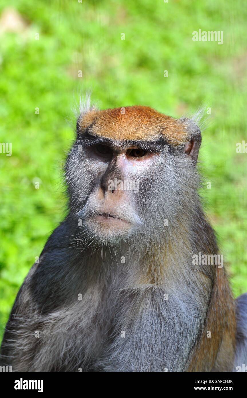 Patas monkey, wadi monkey or hussar monkey, Husarenaffe, Erythrocebus ...