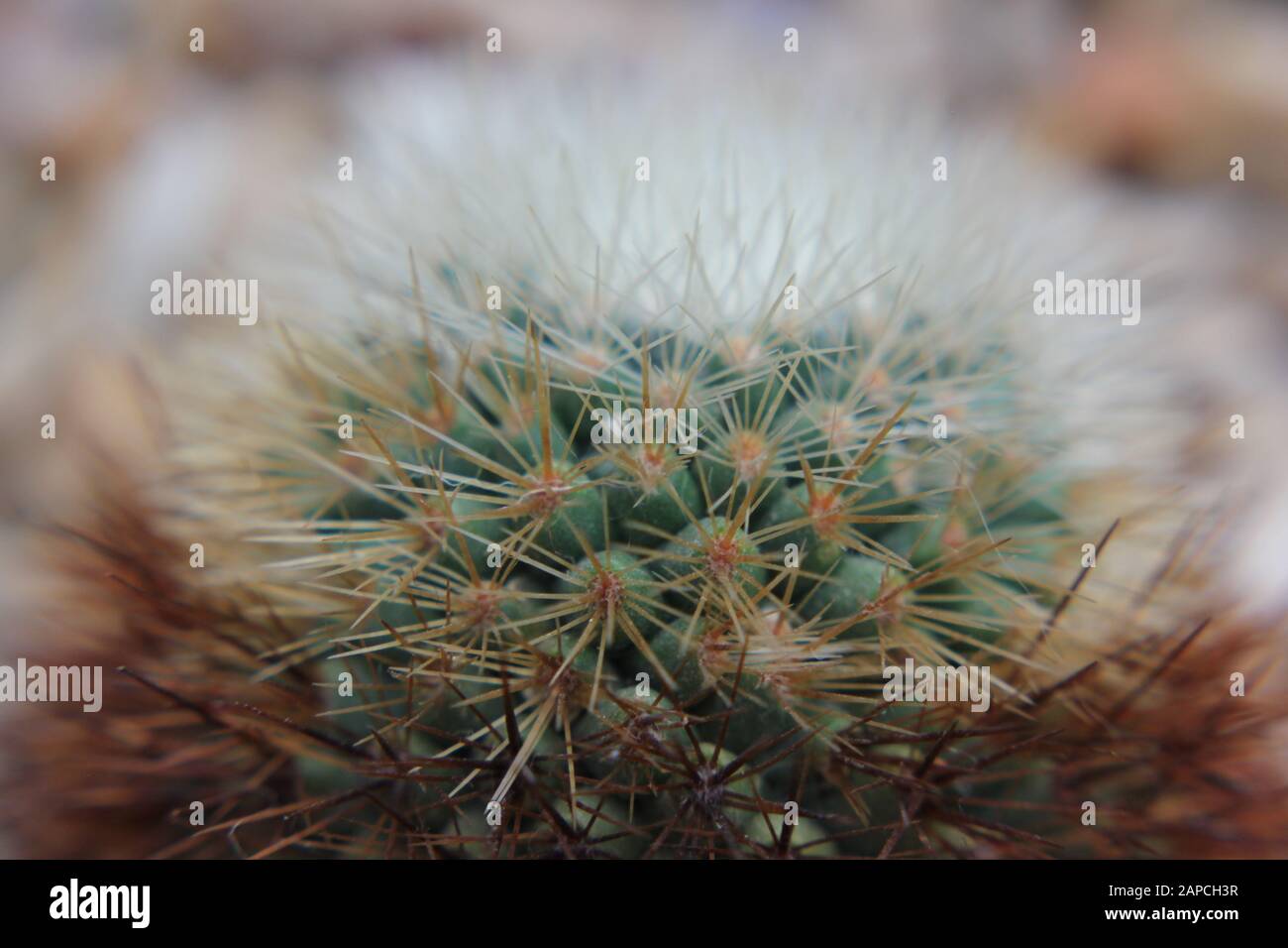 Mammillaria plumosa, the feather cactus Stock Photo - Alamy