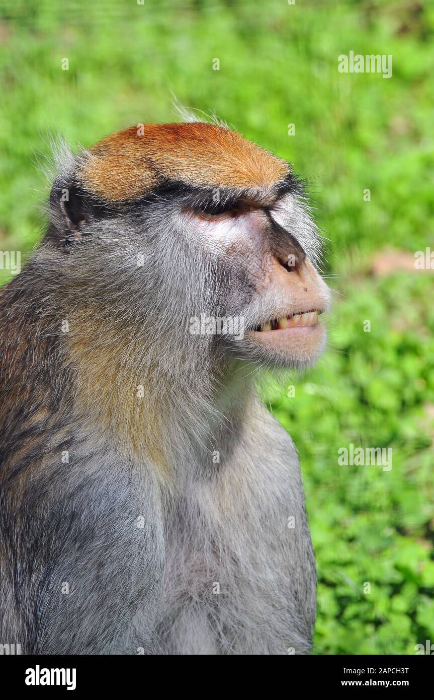 Patas monkey, wadi monkey or hussar monkey, Husarenaffe, Erythrocebus ...
