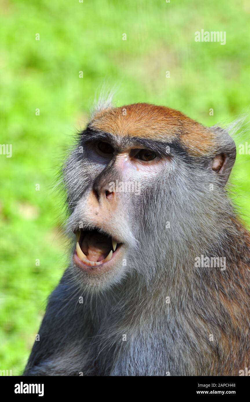 Patas monkey, wadi monkey or hussar monkey, Husarenaffe, Erythrocebus ...