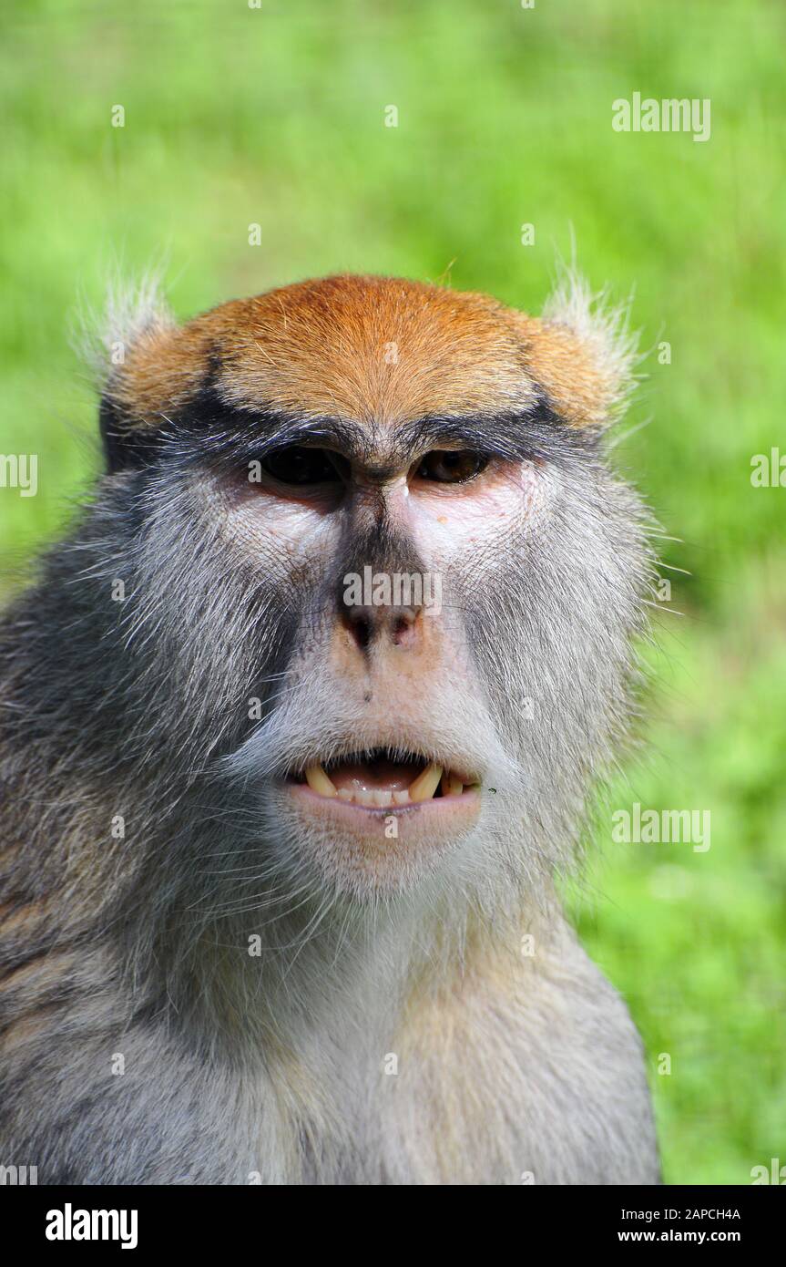 Patas monkey, wadi monkey or hussar monkey, Husarenaffe, Erythrocebus ...