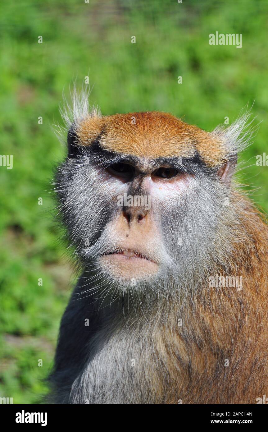 Patas monkey, wadi monkey or hussar monkey, Husarenaffe, Erythrocebus ...