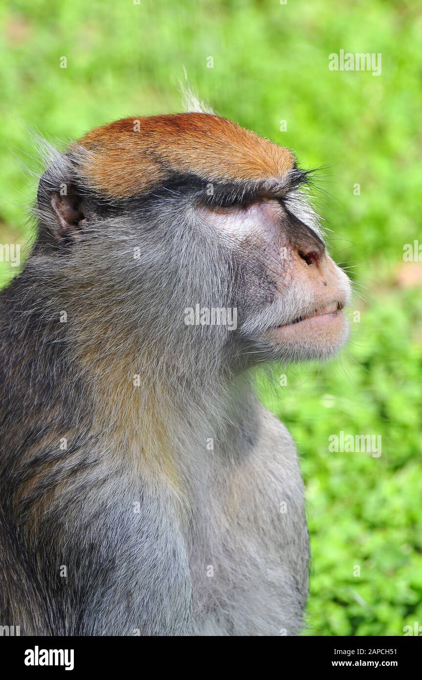 Patas monkey, wadi monkey or hussar monkey, Husarenaffe, Erythrocebus ...