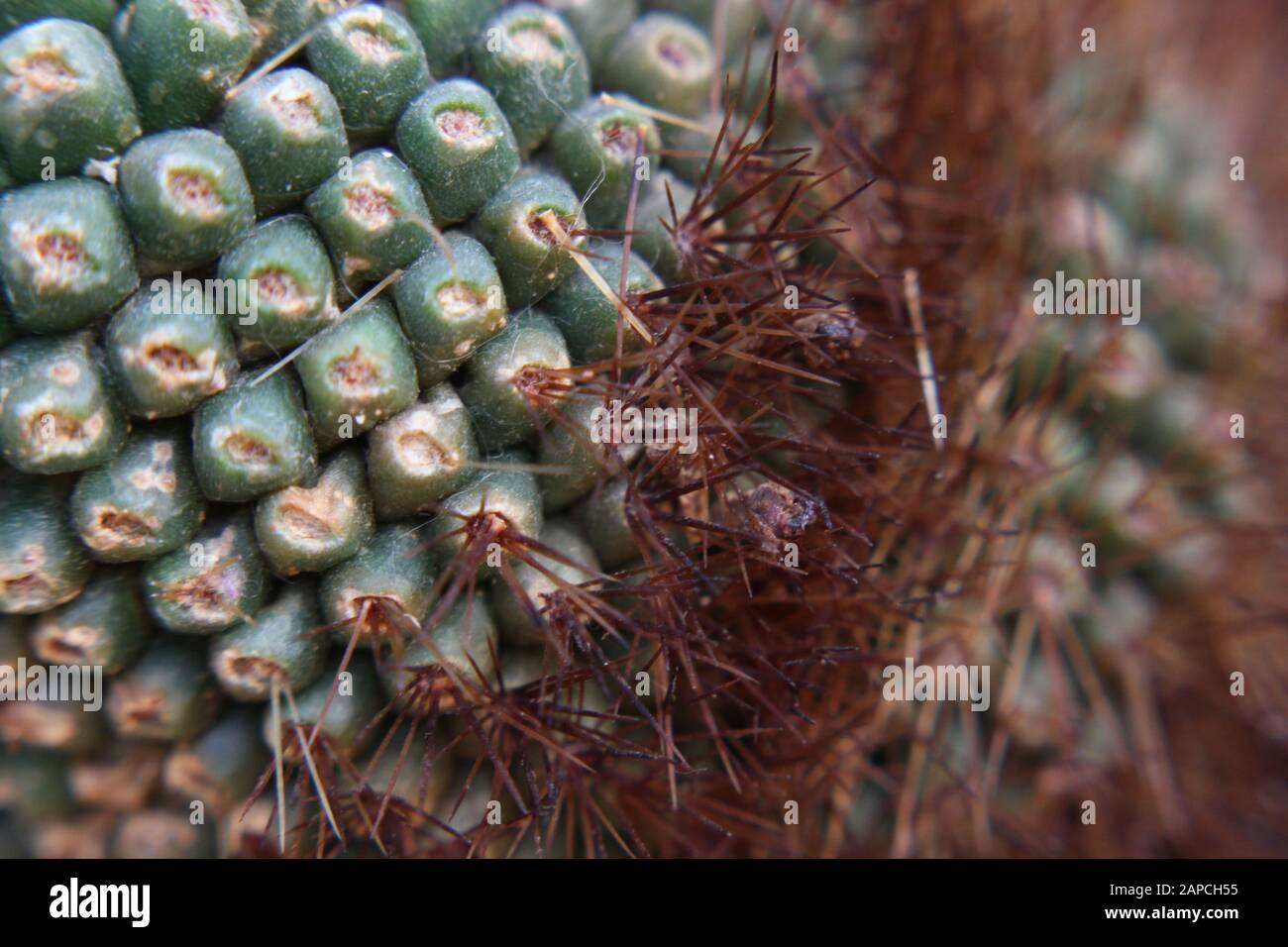 Spiky desert cactus plant growing in the garden Stock Photo - Alamy