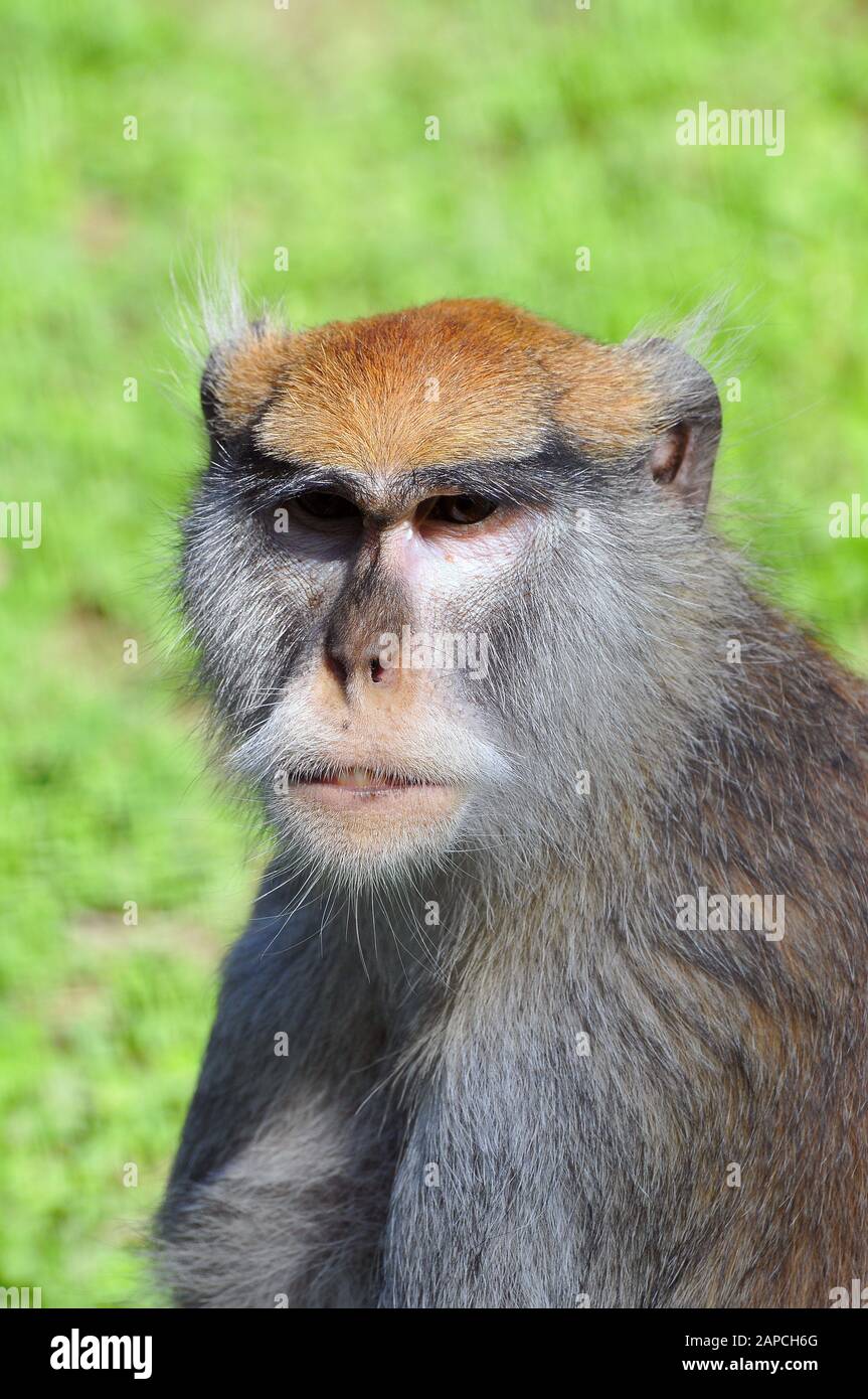 Patas monkey, wadi monkey or hussar monkey, Husarenaffe, Erythrocebus ...