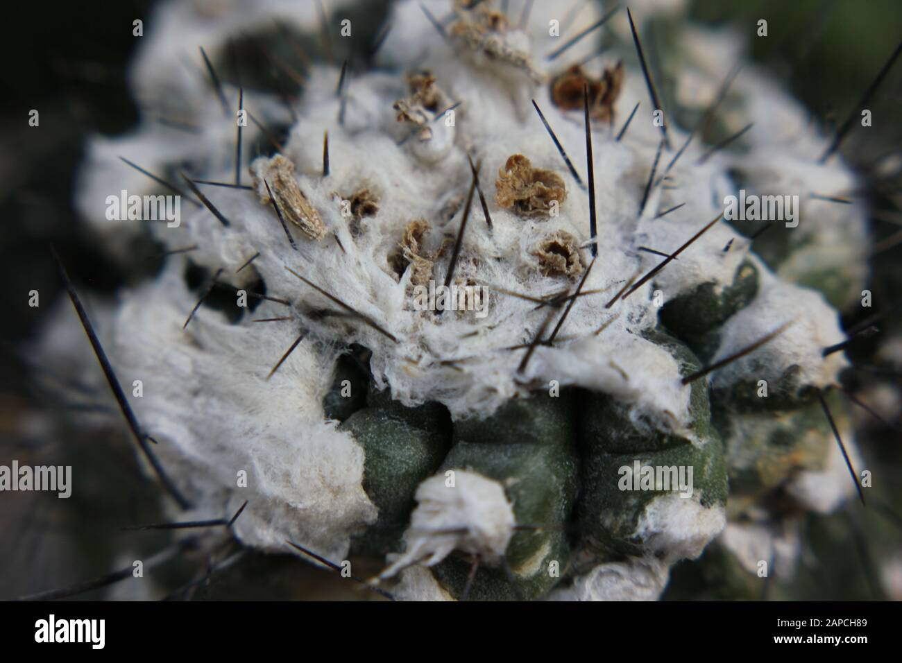 Mammillaria plumosa, the feather cactus Stock Photo - Alamy