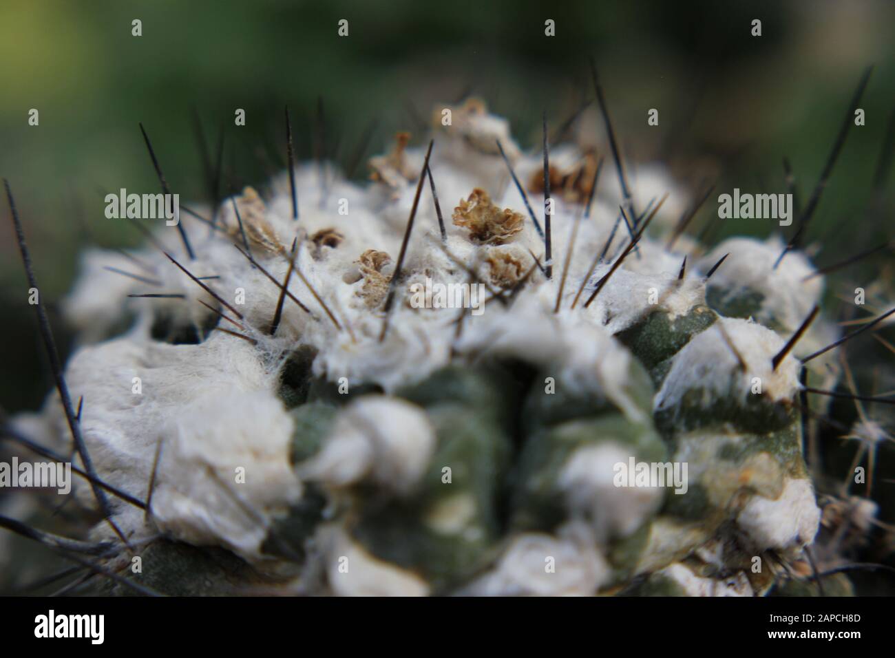 Spiky desert cactus plant growing in the garden Stock Photo - Alamy