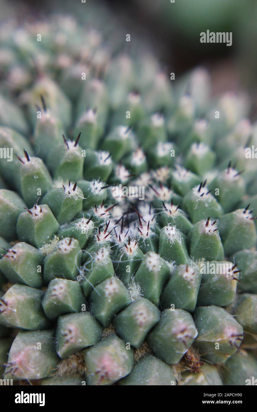 Mammillaria plumosa, the feather cactus Stock Photo - Alamy