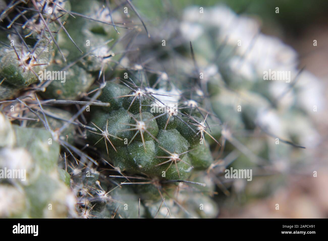 Mammillaria plumosa, the feather cactus Stock Photo - Alamy