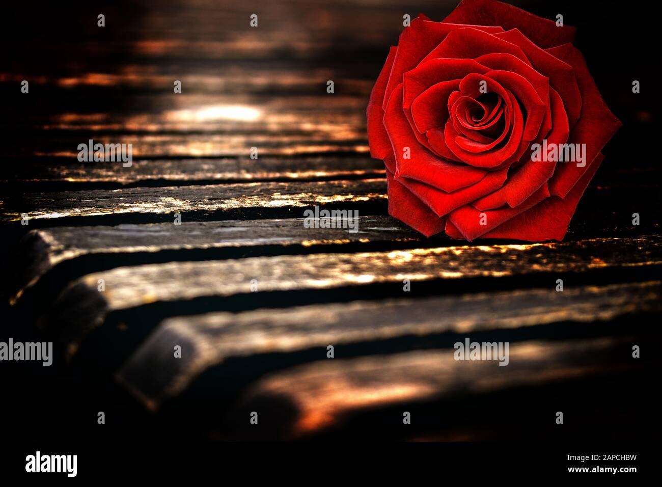 Roses and a bench hi-res stock photography and images - Alamy