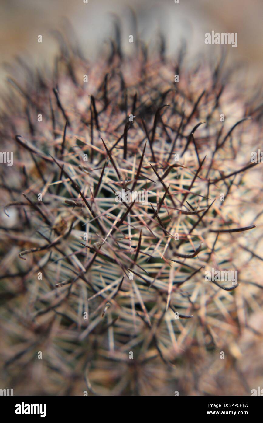 Mammillaria plumosa, the feather cactus Stock Photo - Alamy