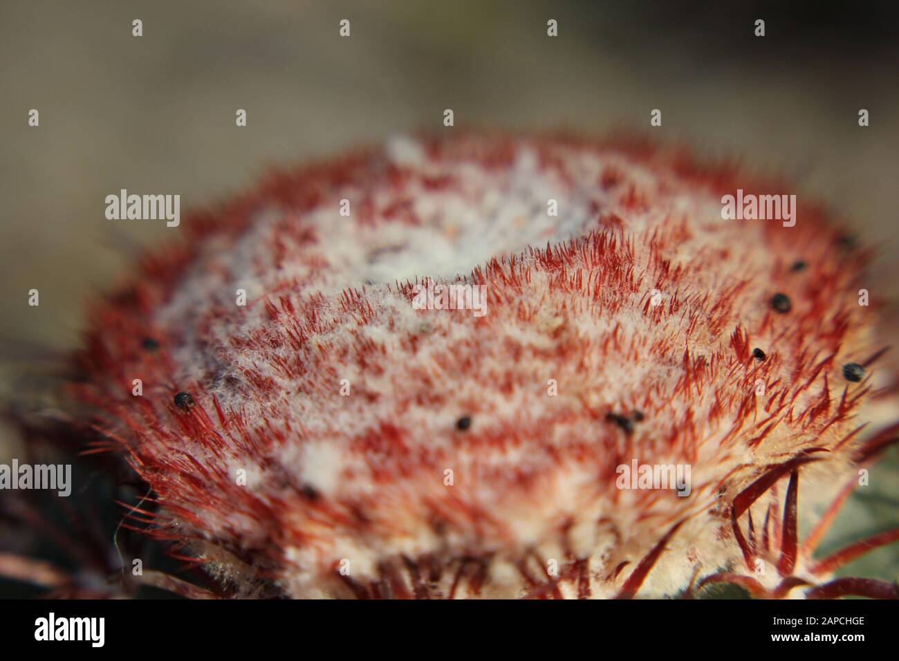 Turks head cactus, melon cactus, Turk's cap cactus Stock Photo - Alamy