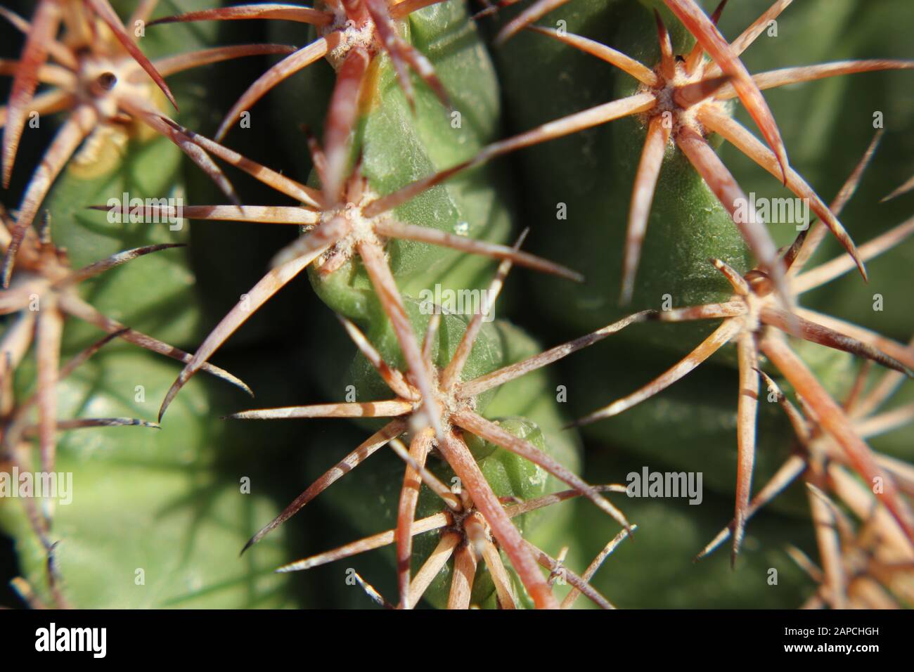 Turks head cactus, melon cactus, Turk's cap cactus Stock Photo - Alamy