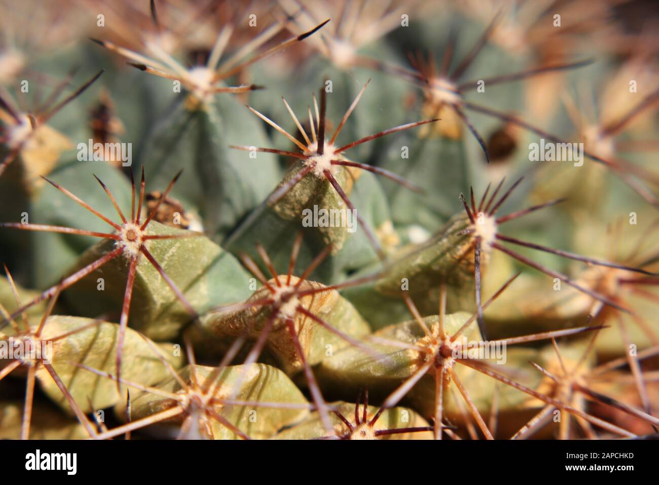 Turks head cactus, melon cactus, Turk's cap cactus Stock Photo - Alamy