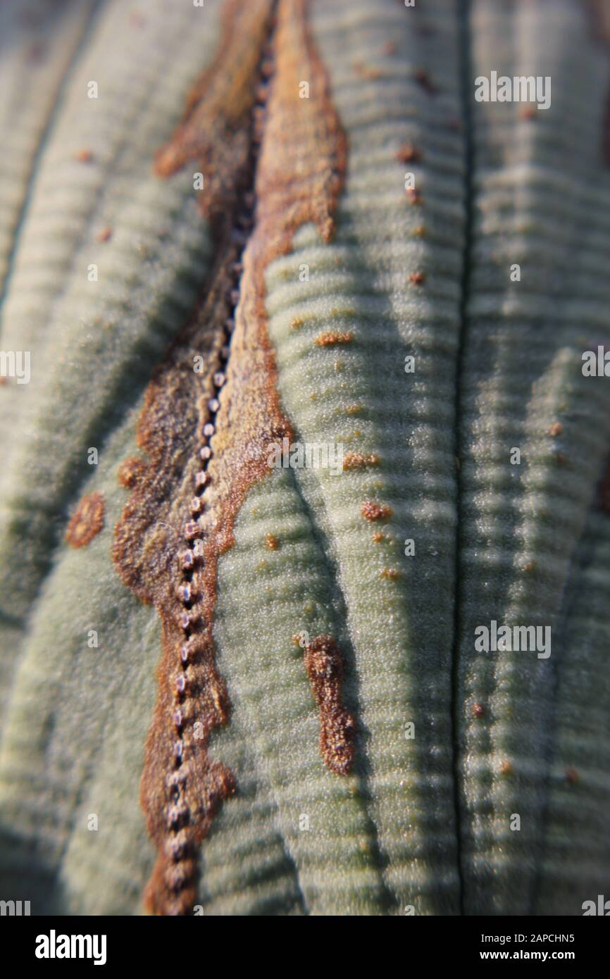 Living baseball desert cactus plant, Euphorbia obesa, sea urchin plant ...