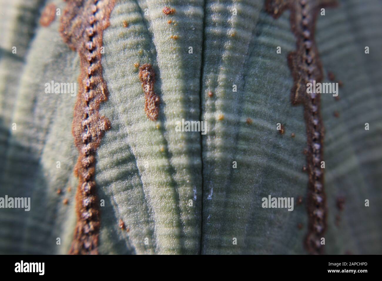 Living baseball desert cactus plant, Euphorbia obesa, sea urchin plant ...