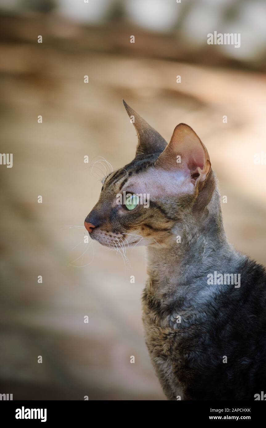 Cornish rex cat hi-res stock photography and images - Alamy