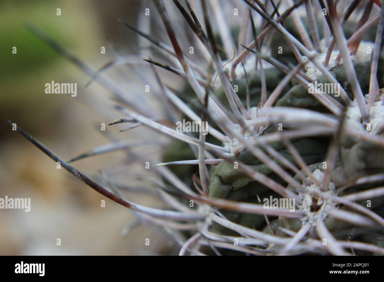 Spiky desert cactus plant growing in the garden Stock Photo - Alamy