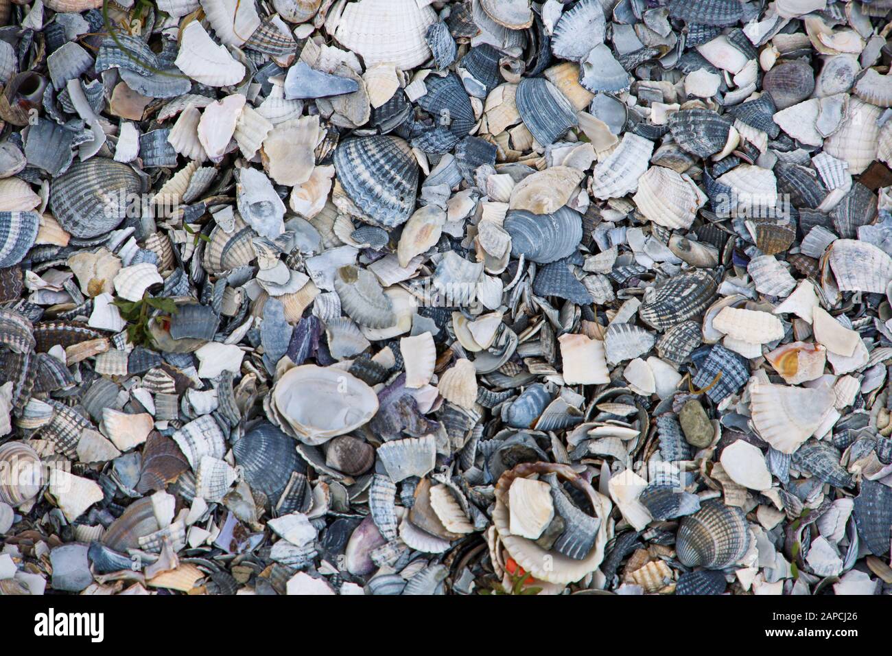 Shell splinter hi-res stock photography and images - Alamy