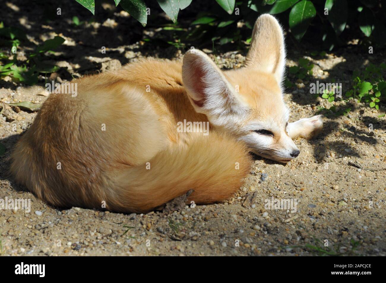 Sand fox hi-res stock photography and images - Alamy