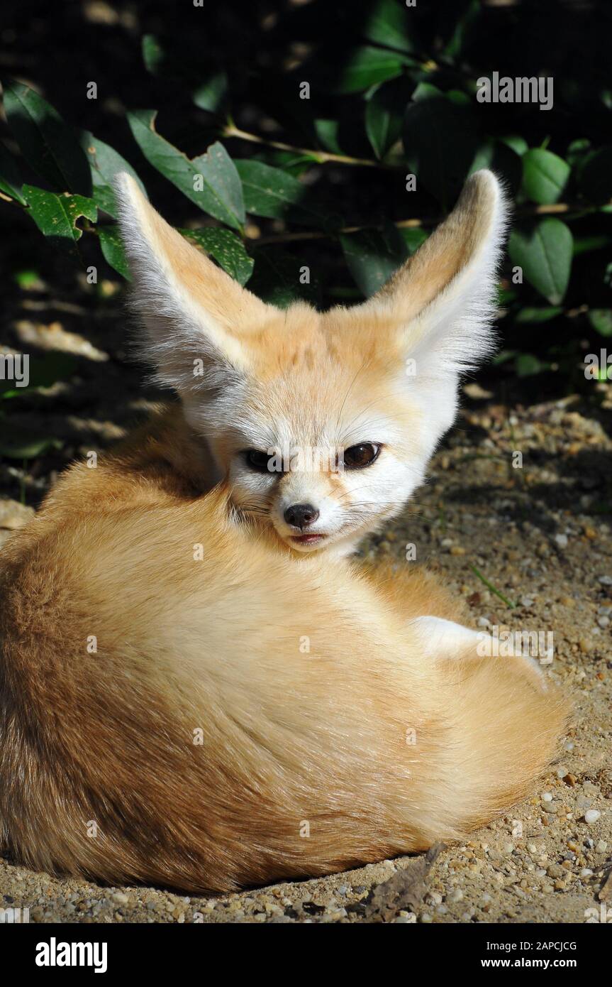 Fennec fox, sand fox, Vulpes zerda, Wüstenfuchs, sivatagi róka Stock ...