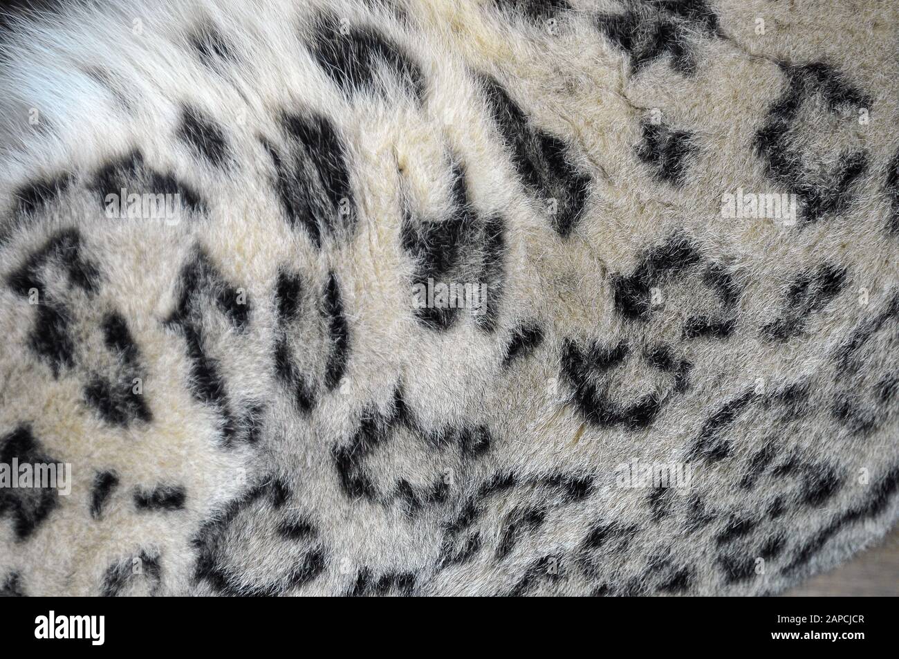 Snow leopard, Uncia uncia, Schneeleopard, Irbis oder Unze, Panthère des ...