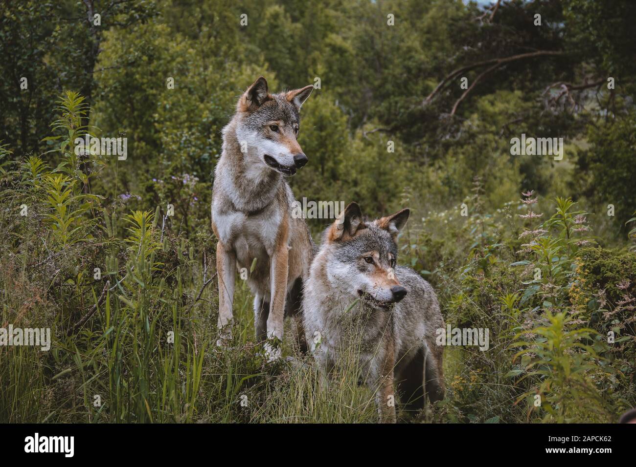 Alaska white wolves hi-res stock photography and images - Alamy