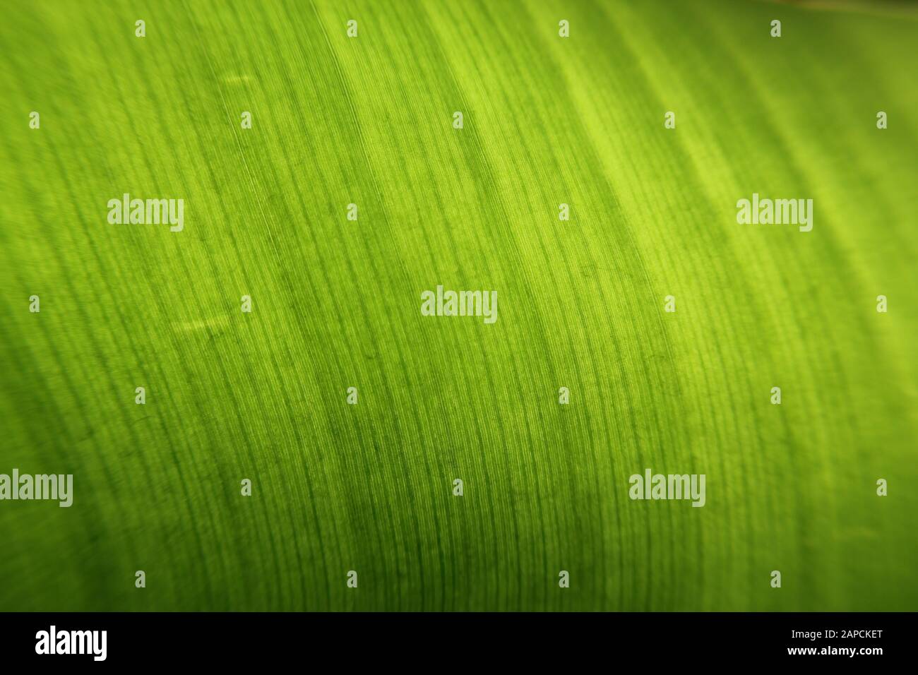 Full frame of a bright green banana tree leaf Stock Photo - Alamy